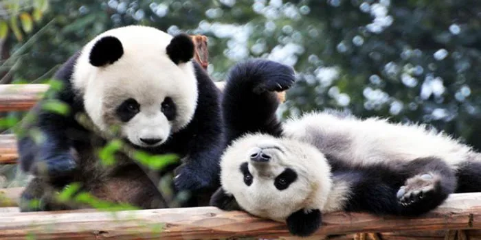 Chengdu – Wisata Rumah Panda Yang Ada Di China