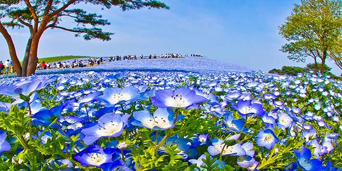 Hitachi Seaside Park – Menikmati Indahnya Ladang Bunga