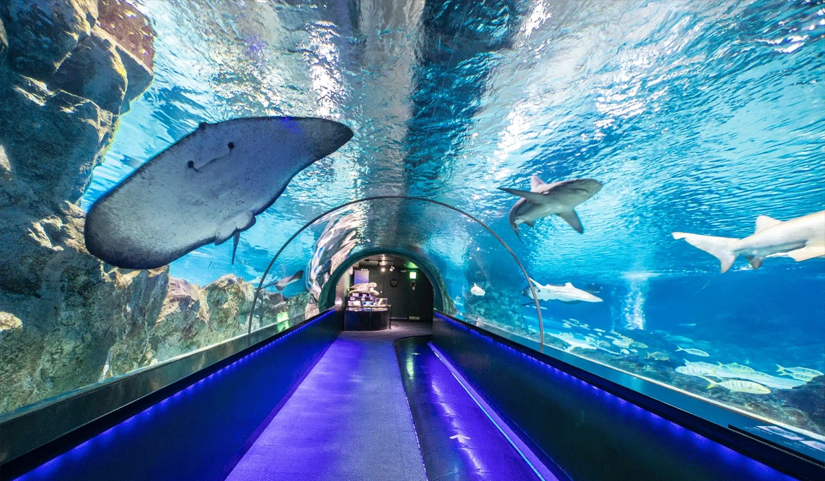 Menjelajahi COEX Aquarium, Destinasi Wisata dan Edukasi di Korea Selatan